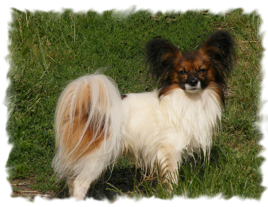 Road's End Papillons : Papillon Tail