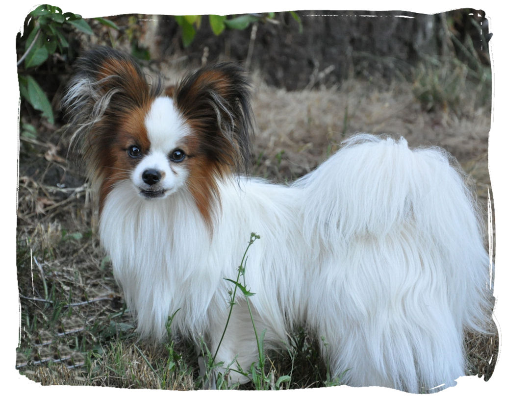 Road's End Papillons : Papillon Tail