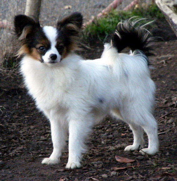 Road's End Papillons : Papillon- Ear Fringe Development