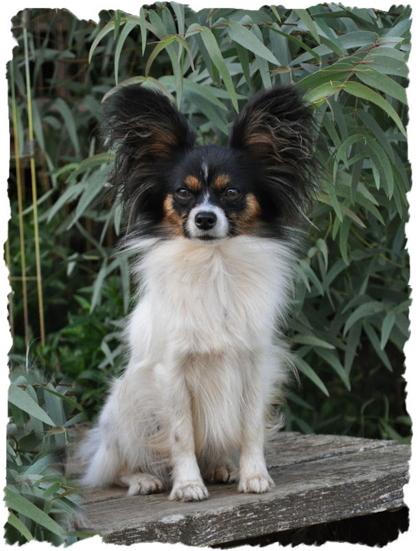 Road's End Papillons : You ask: Papillon puppies-how long to hair fully ...