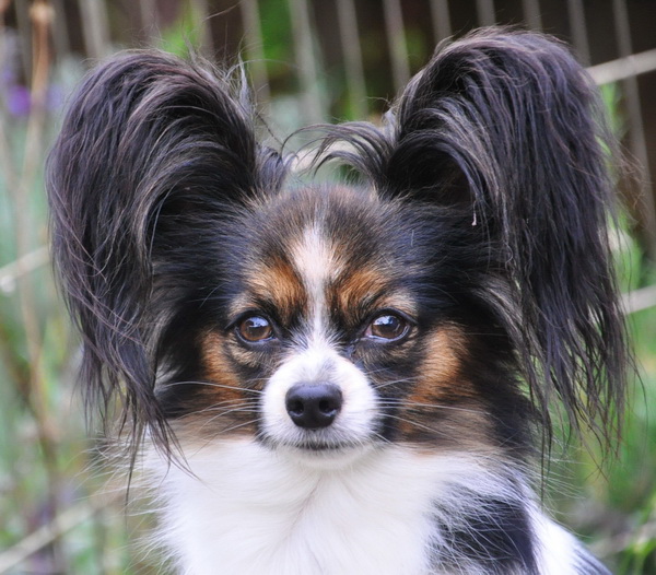 Road's End Papillons : You Ask: Papillon / Phalene Hair, Fur, Texture.