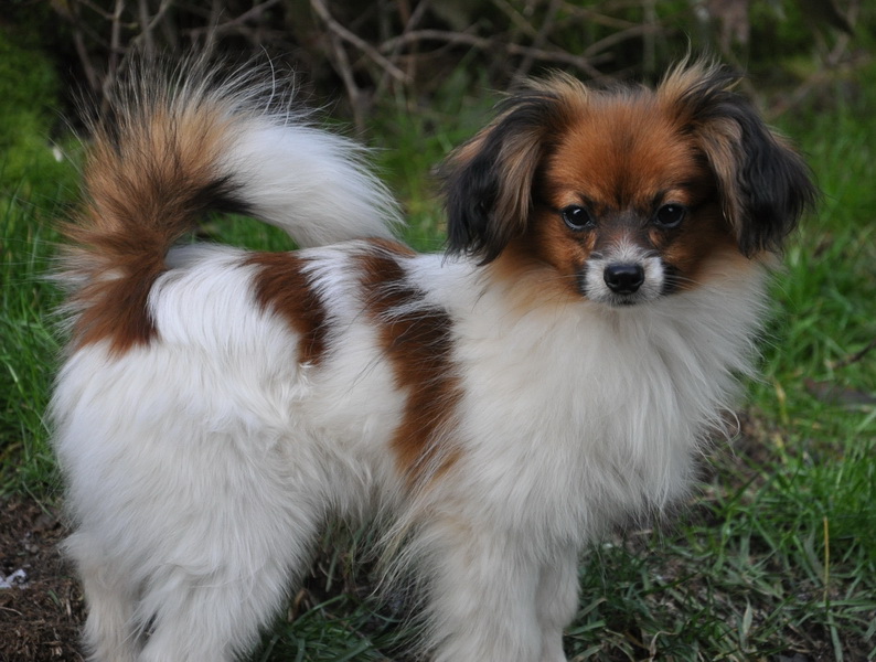 Road's End Papillons : 6.5 Months old Papillon-Phalene