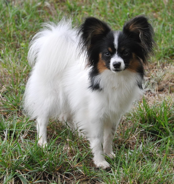 Road's End Papillons : Growth Stages- Hair Coat Development: Papillon ...