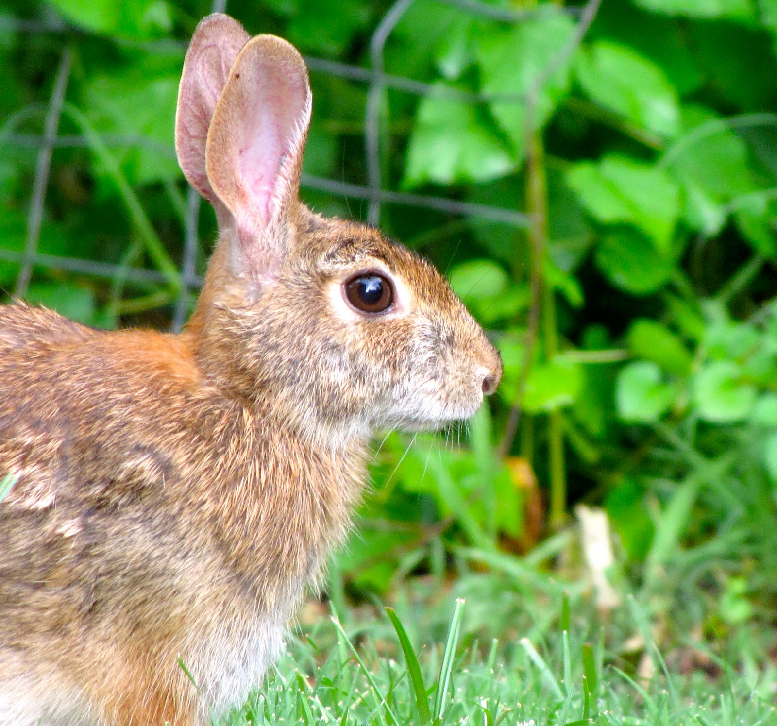 My Back Yard & Beyond: Garden critters