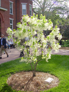 The Garden Gate: Red Buds, Red Maples, Native Plums, and Fringe Trees