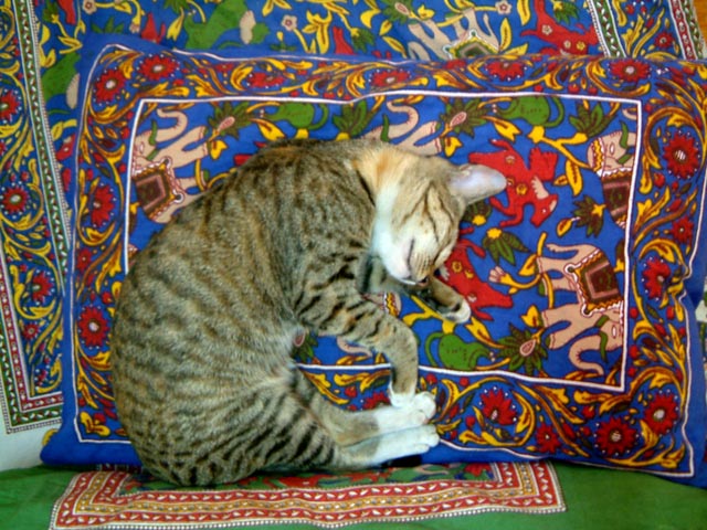 India Outside My Window: Todi the cat