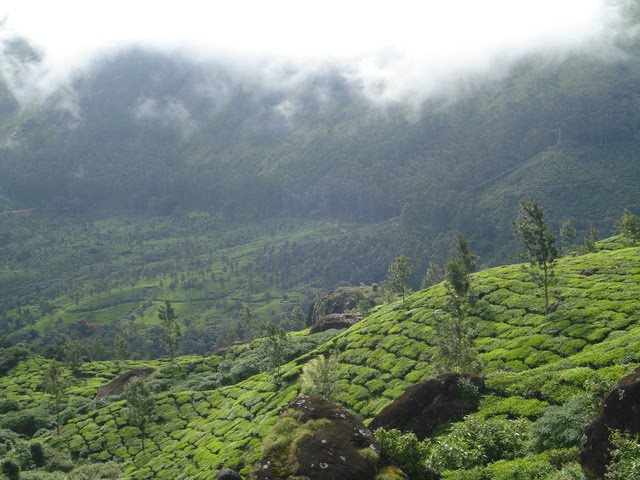 Pothamedu in Munnar, Pothamedu View Point,Pothamedu View Point in ...