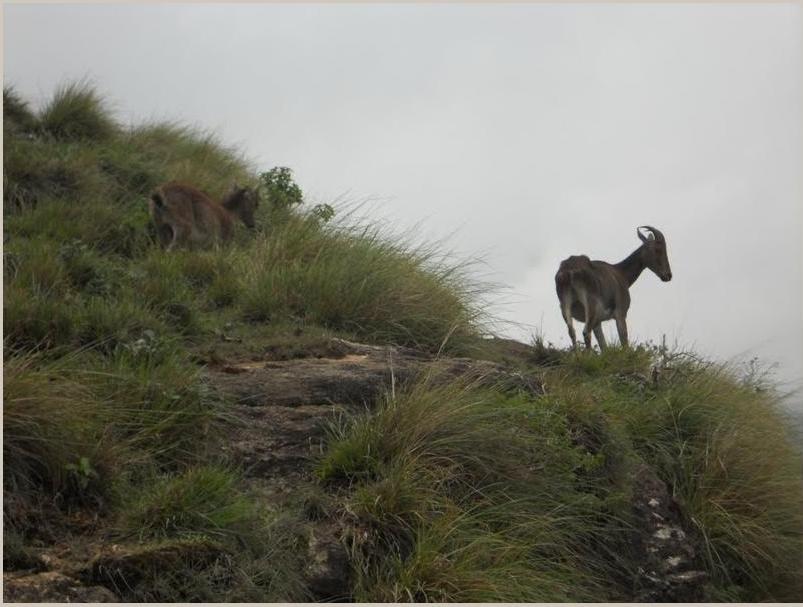 Rajamala, How to reach Rajamala or Rajamalai , Rajamala Munnar , Munnar ...