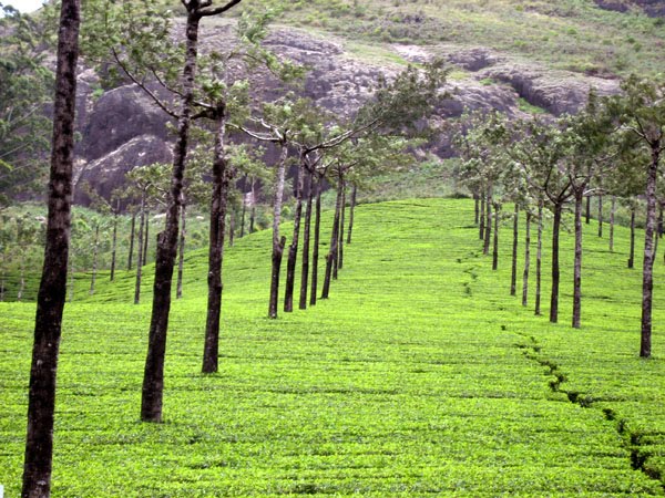 Photo Point, Photo Point in Munnar , Munnar Photo Point , How to Reach ...