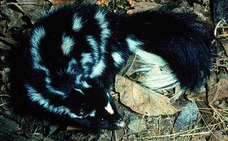 The Green Planet: Eastern Spotted Skunk (Spilogale putorius)