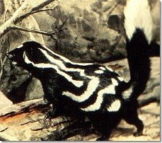 The Green Planet: Eastern Spotted Skunk (Spilogale putorius)