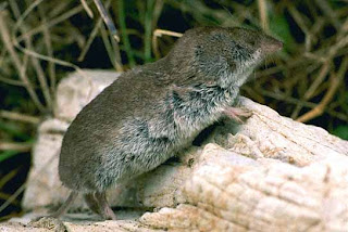The Green Planet: Least Shrew (Cryptotis parva)