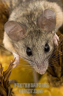 The Green Planet: Cactus Mouse (Peromyscus eremicus)