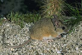 The Green Planet: Cactus Mouse (Peromyscus eremicus)