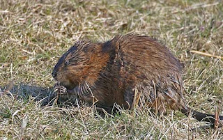 The Green Planet: Common Muskrat (Ondatra zibethicus)
