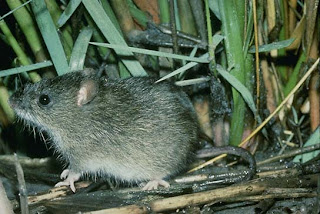 The Green Planet: Marsh Rice Rat (Oryzomys palustris)