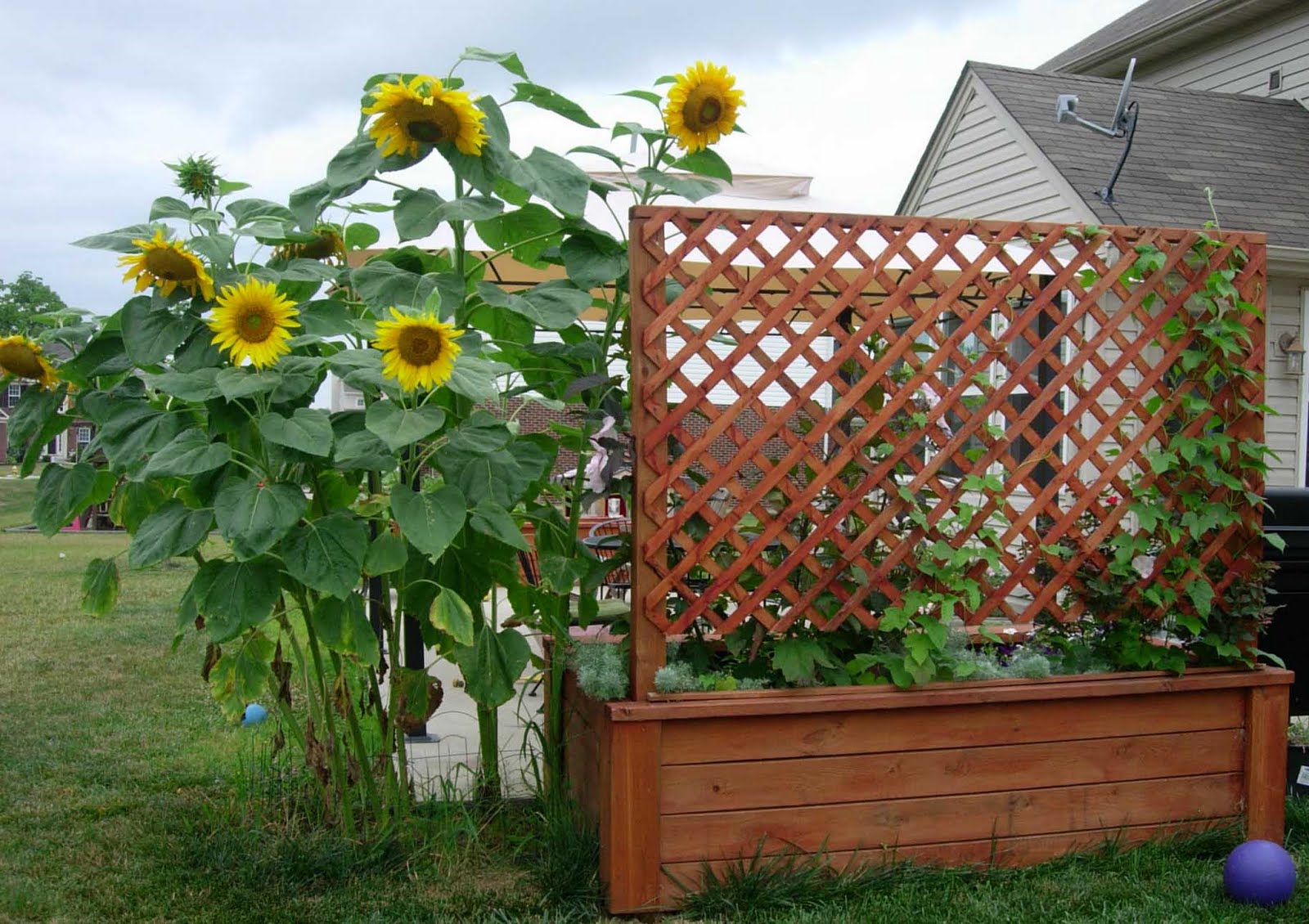 Bear, Dolly and Moi: building garden structures