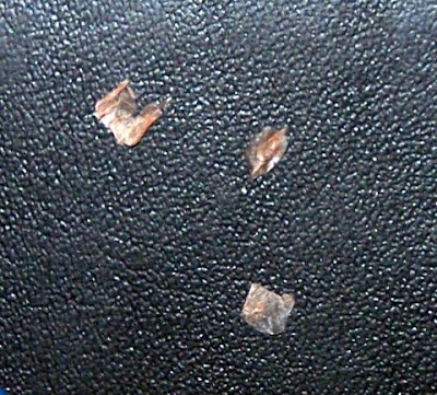 A Photo's Worth: Corn bees' wings