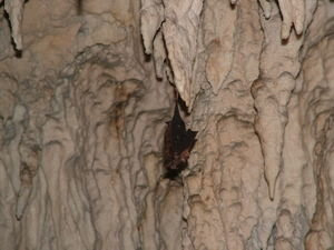 Isverna Cave | True Romania