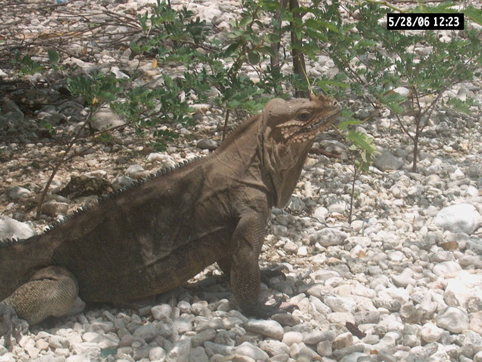 ADEBIO-UASD: Situación del Genero Cyclura en el Caribe, Genero Cyclura ...