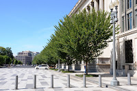 The Princeton American Elm: Summer 2009 Princeton Elms in Washington DC
