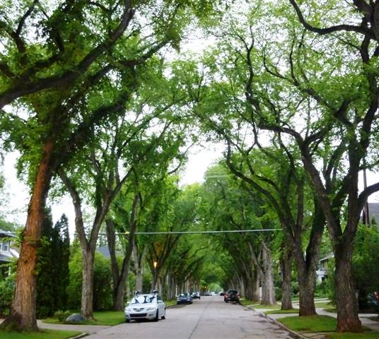 The Princeton American Elm