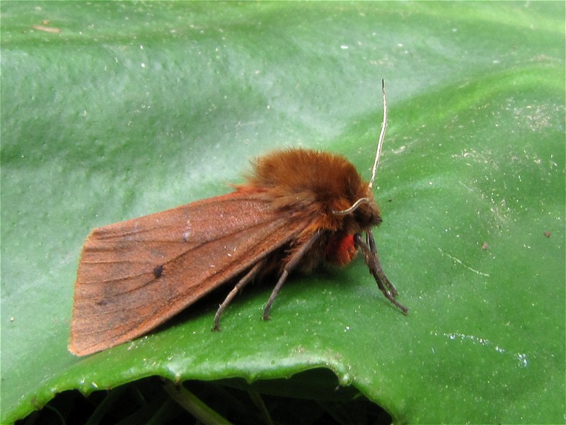 The Natural Stone: Buff female Poplar Hawk-moth