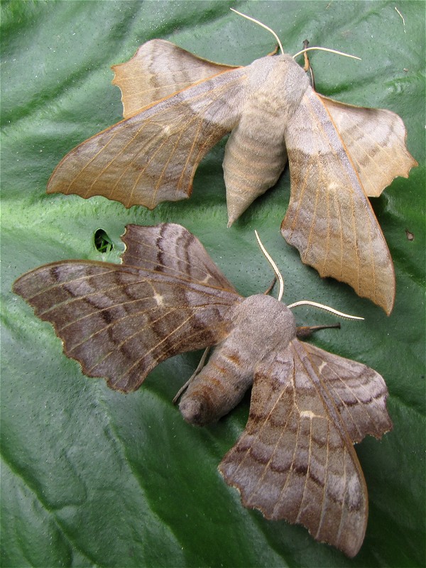 The Natural Stone: Buff female Poplar Hawk-moth