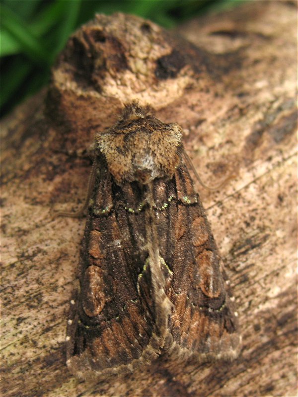 The Natural Stone: Autumn Moths