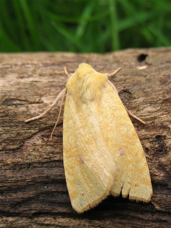The Natural Stone: Autumn Moths