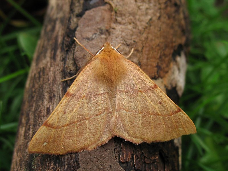 The Natural Stone: Autumn Moths
