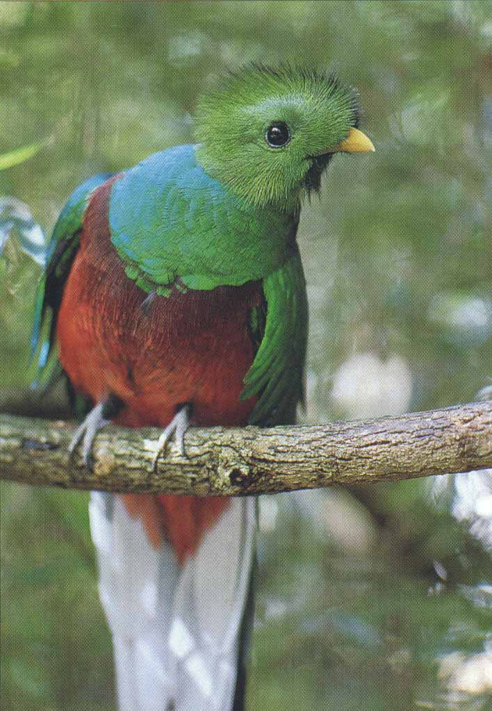 Animal Facts: Quetzal