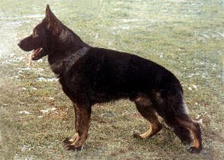 Huurhun Dog :D: German Shepherd ANGILAL 2