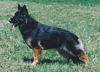 Huurhun Dog :D: German Shepherd ANGILAL 2