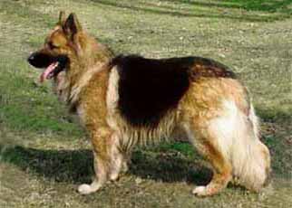 Huurhun Dog :D: German Shepherd ANGILAL 2