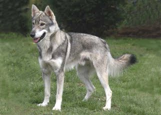 Huurhun Dog :D: German Shepherd ANGILAL 2