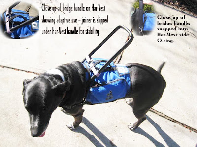 A Better Dog Blog: Guide Dog Har-Vest