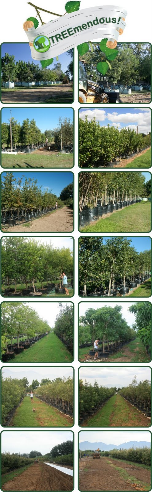 TreeCo: TREEmendous Trees at TreeCo!