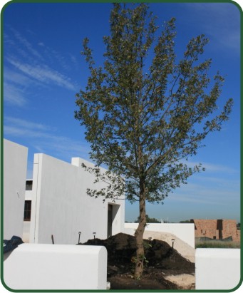 TreeCo: TreeCo PIC OF THE MONTH!