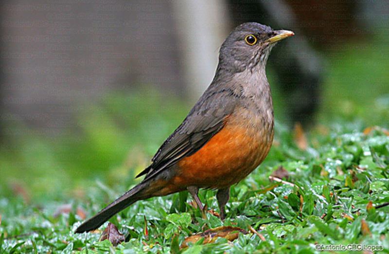 Habla Poética: O Sabiá