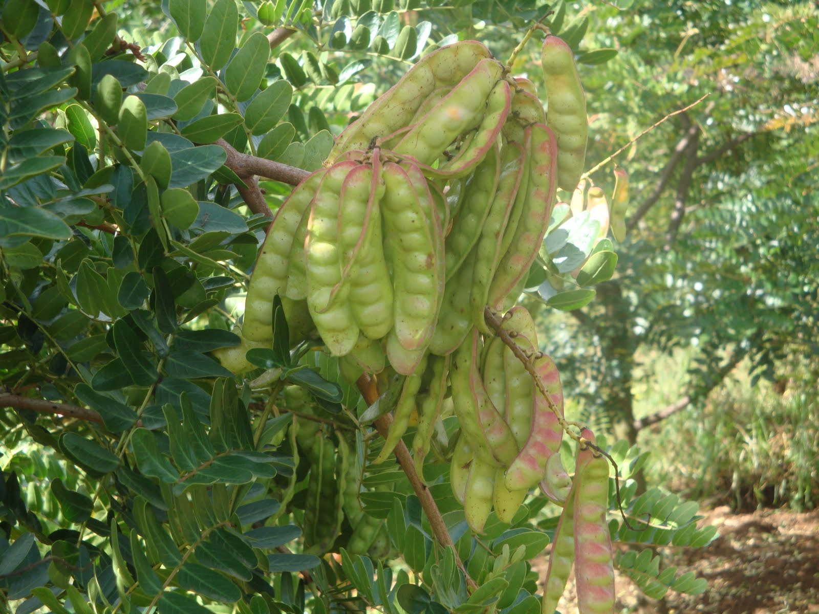 EL CULTIVO DE TAYA EN CAJABAMBA