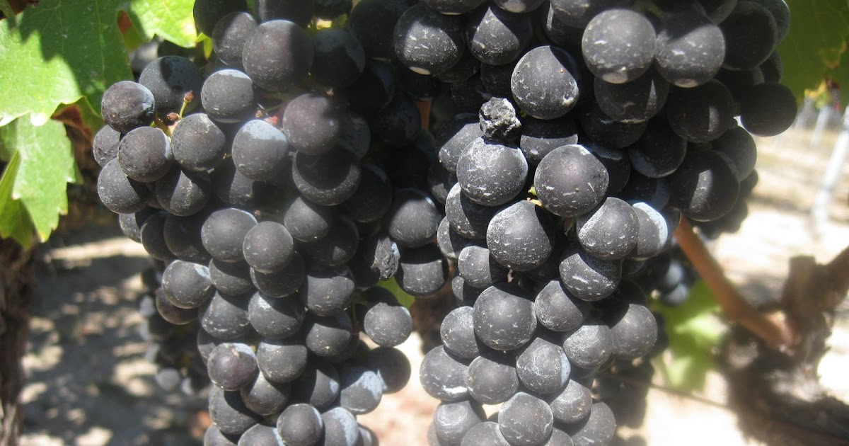 Boot Camp at HALL Wines in Napa, California