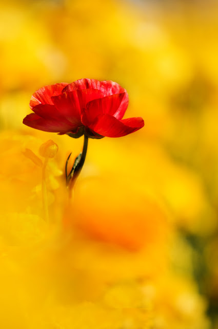 Learn Basic Photography: Understanding the Functions of your Camera