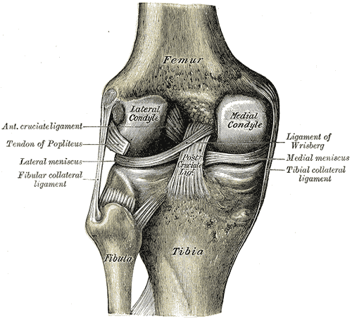 My Crazelu Land: Regio Knee Joint (Sendi Lutut)