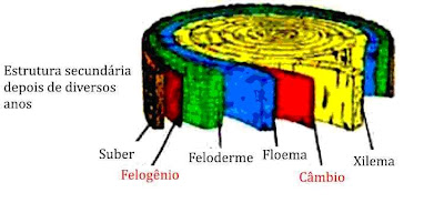 Tecidos Vegetais: Tecidos vegetais