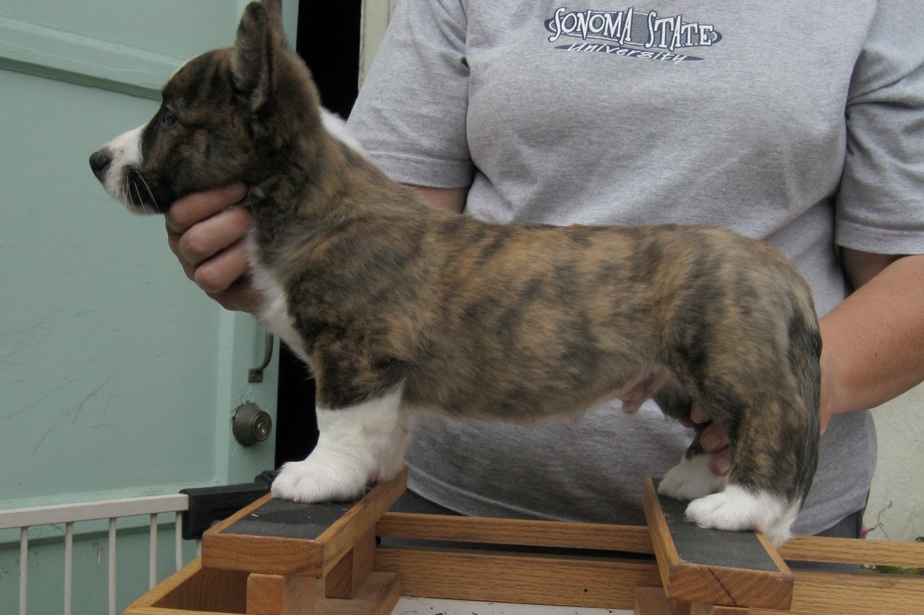 Rincon Corgis: The Brindle Boys