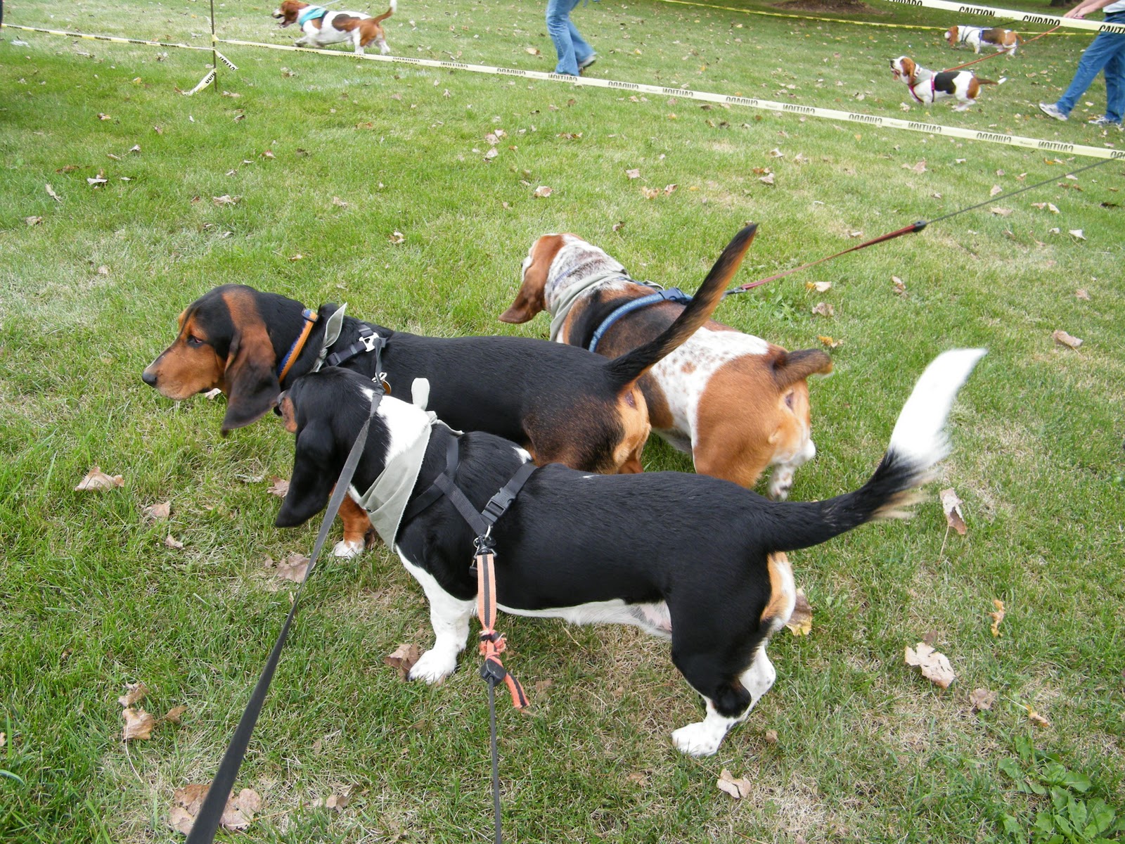 HoundDogMom: Sunday - Illinois Basset Waddle - 2010