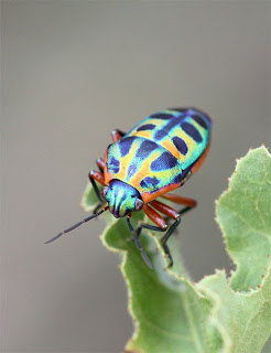 Entomofolia: Insetos são bonitos!!