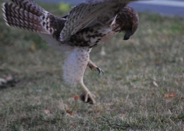 Hawkwatch at the Franklin Institute: City hawks in city spots