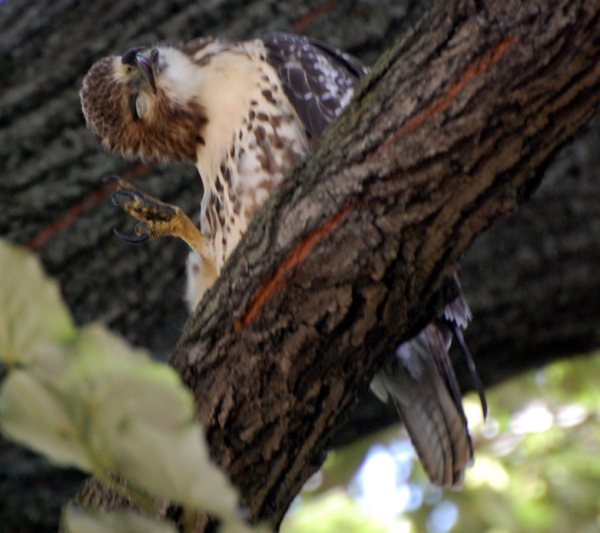 Hawkwatch at the Franklin Institute: Catching up with the eyasses